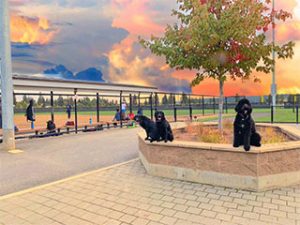 Off Leash K9 Training of Spokane & CDA - Dog Obedience Training ...