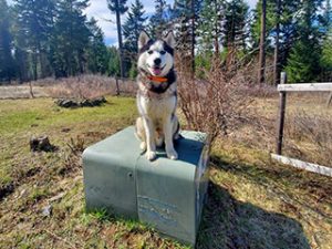 Off Leash K9 Training of Spokane & CDA - Dog Obedience Training ...