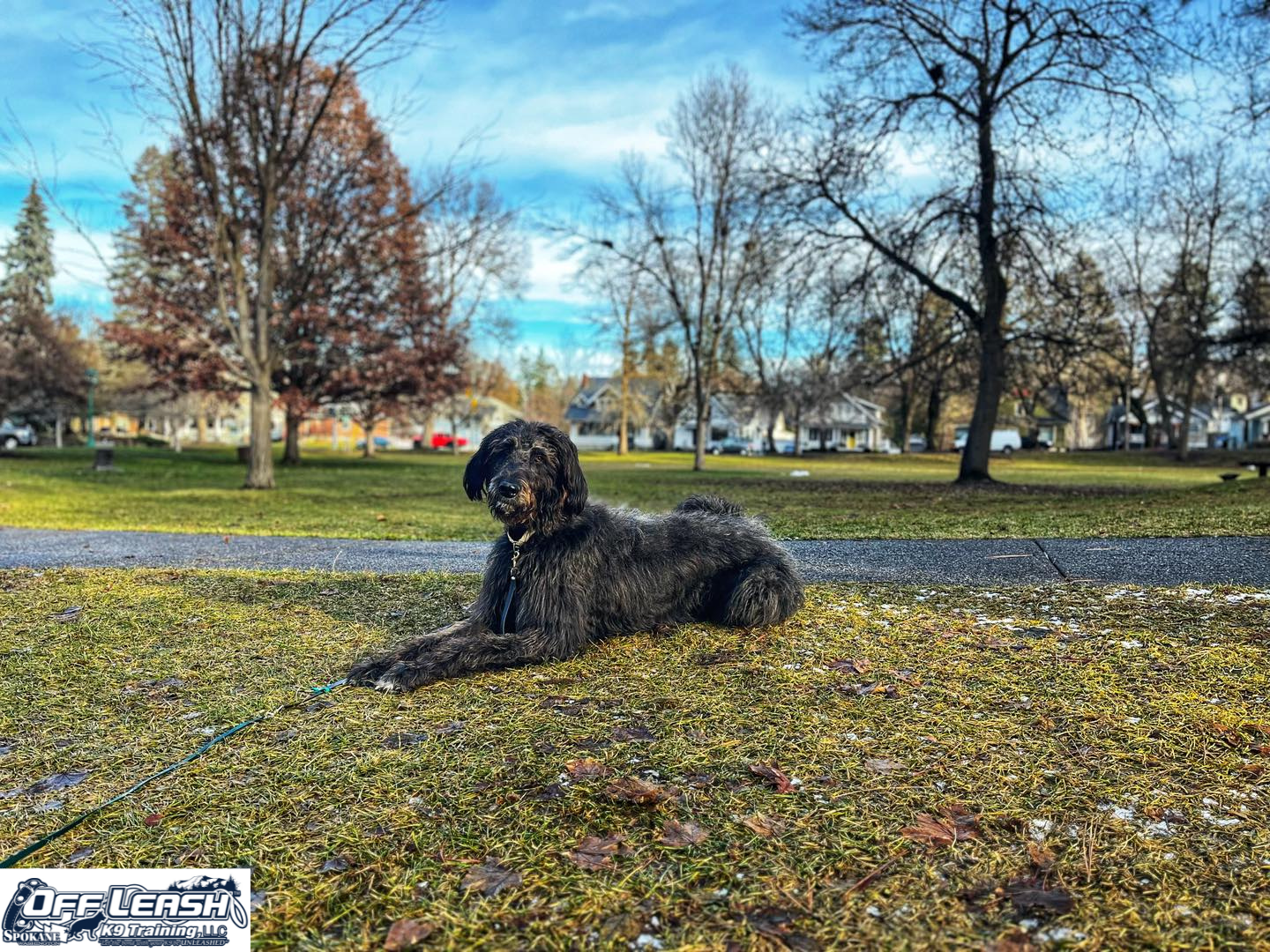 Find Your Dogs Potential: The Power of Board and Train Programs