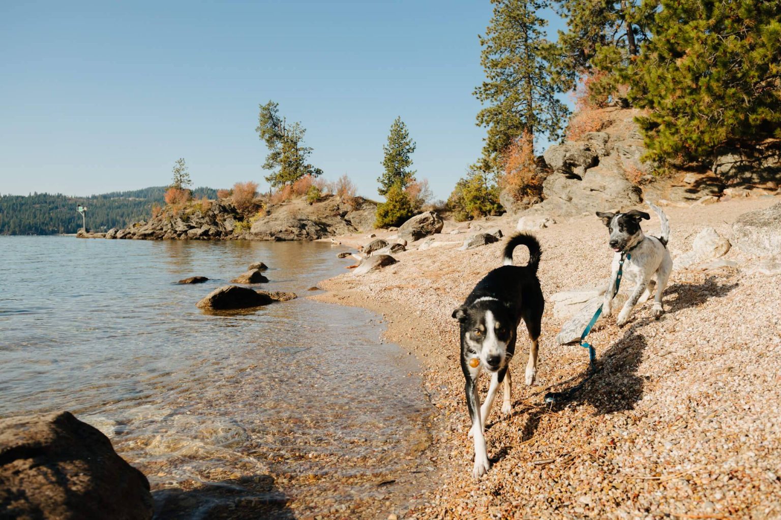 5 dog friendly fall outdoor activities in Coeur d'Alene